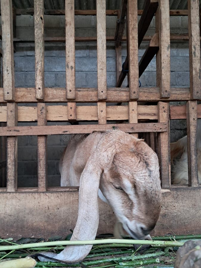 Local Goat Breed by Local Farmers in Indonesia Stock Image - Image of ...