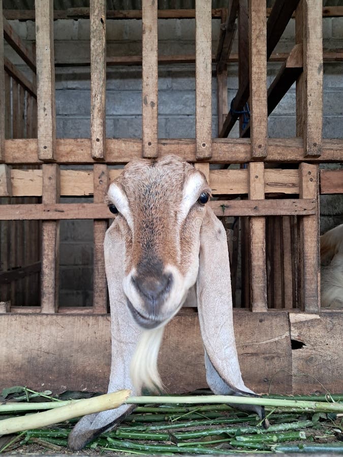 Local Goat Breed Farmers Indonesia Stock Photos - Free & Royalty-Free ...