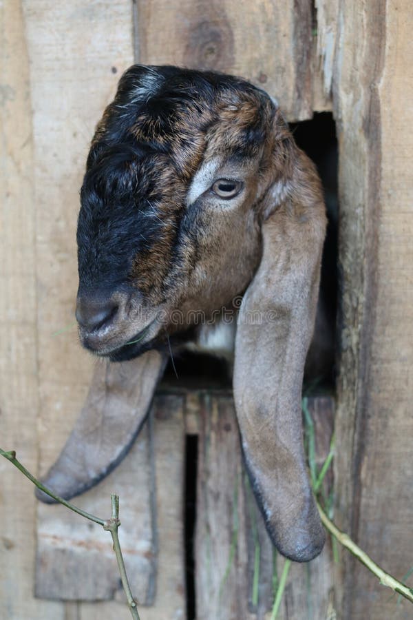 Local goat stock photo. Image of brown, baby, funny - 278712474