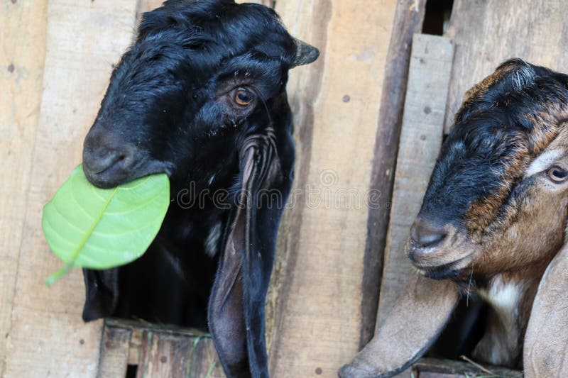 Local goat stock image. Image of funny, animal, goat - 278712521