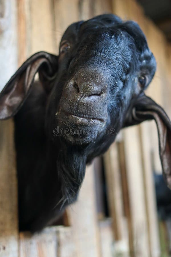 Local goat stock photo. Image of animal, wooden, barn - 278712552