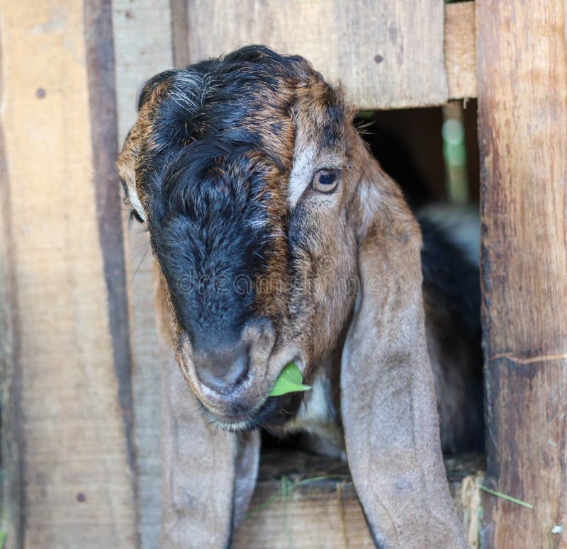 Local goat stock photo. Image of agriculture, outdoors - 278712590