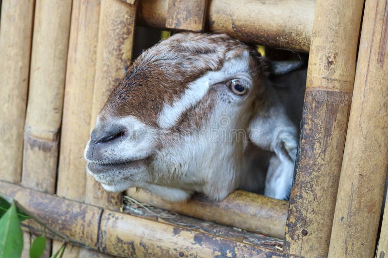 Local goat stock image. Image of baby, barn, milk, cute - 278712609