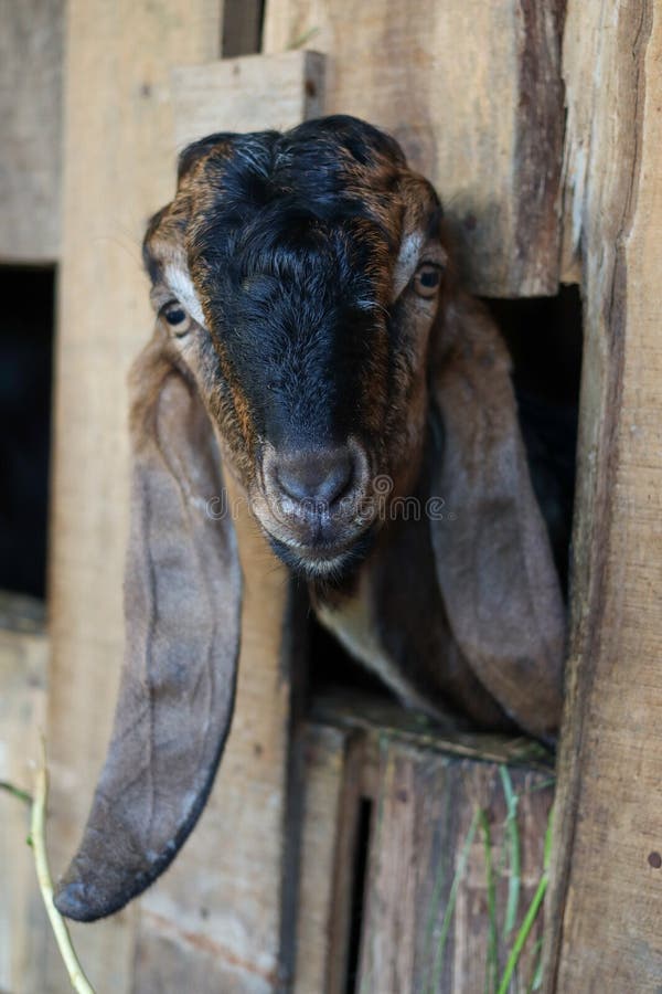 Local goat stock photo. Image of livestock, agriculture - 278712672