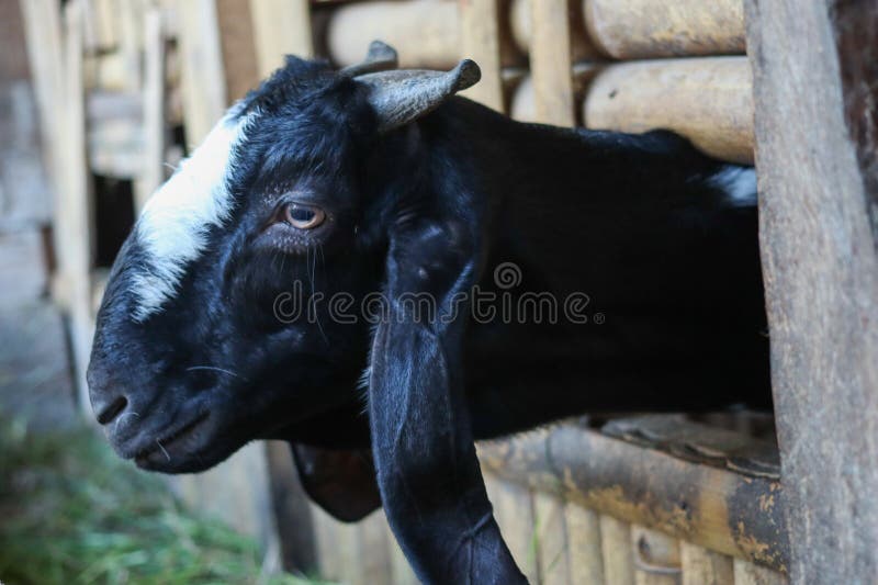 Local goat stock photo. Image of baby, outdoors, brown - 278712488