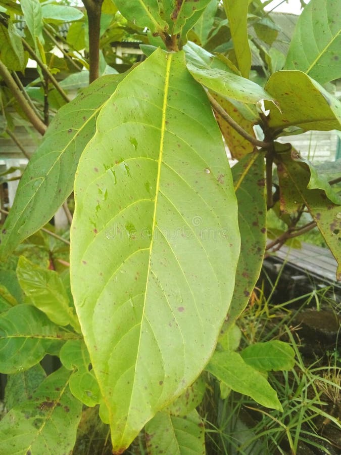 Local Guava Leaves stock image. Image of food, local - 268508103