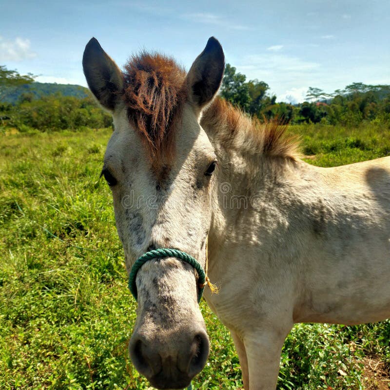 Local Horse at Ruteng Sub District Manggarai, Stock Image - Image of ...