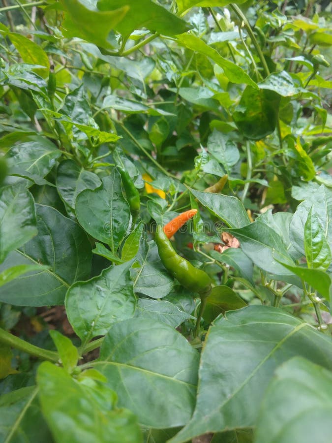 Local Indonesian Cayenne Pepper is Very Spicy Stock Image - Image of ...