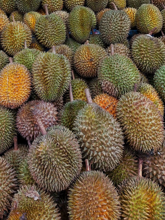 Local Indonesian Durian Stock Photos - Free & Royalty-Free Stock Photos ...