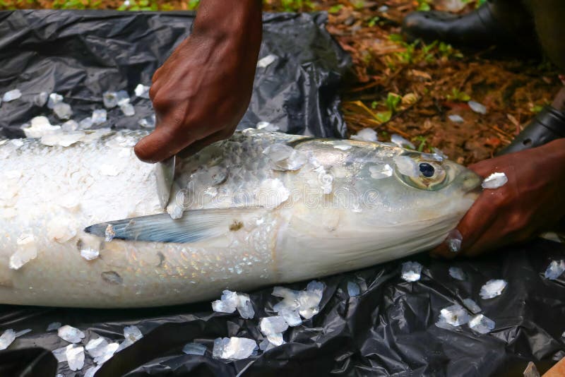 Man Scraping Fish on Wooden Board Stock Photo - Image of detail ...
