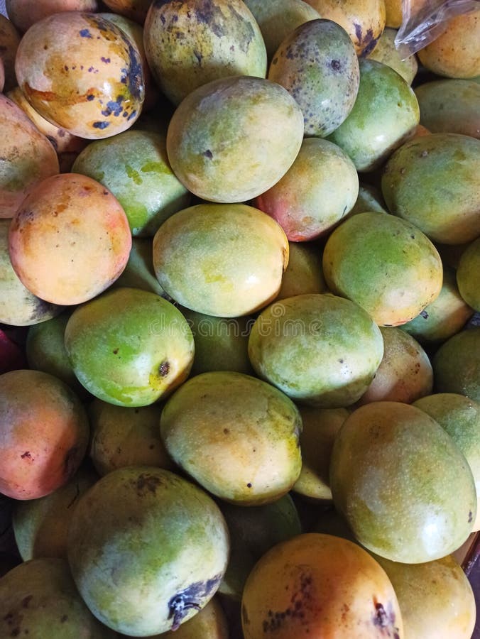 Local mango from Indonesia stock photo. Image of flower - 204971120