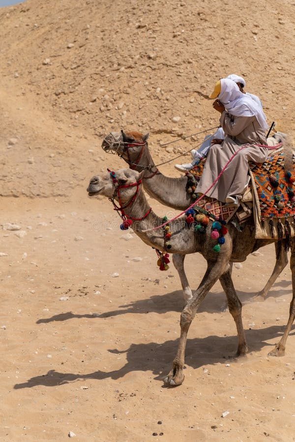 Local Men Riding Camels in the Deserts of Cairo Stock Photo - Image of ...