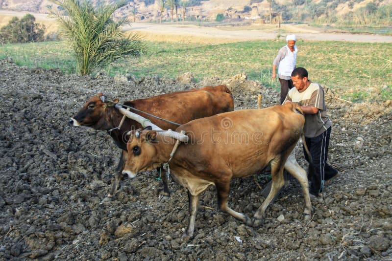 Cows ploughing editorial image. Image of wheel, meadow - 25086770