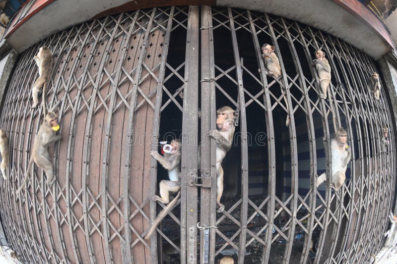 The Local Monkeys are Climbing the Iron Gate. Stock Image - Image of ...