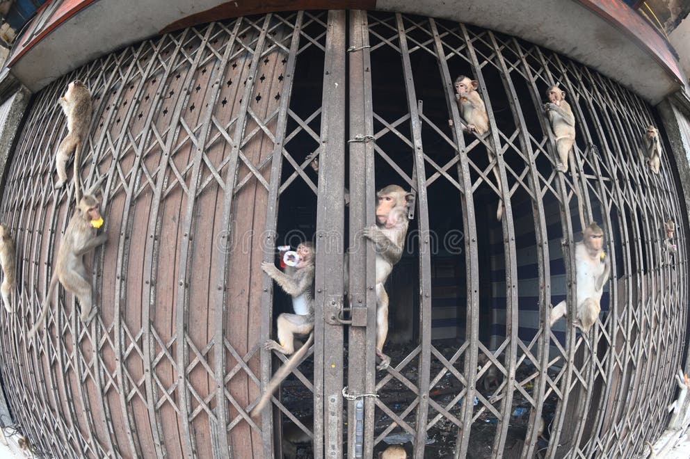The Local Monkeys are Climbing the Iron Gate. Stock Image - Image of ...