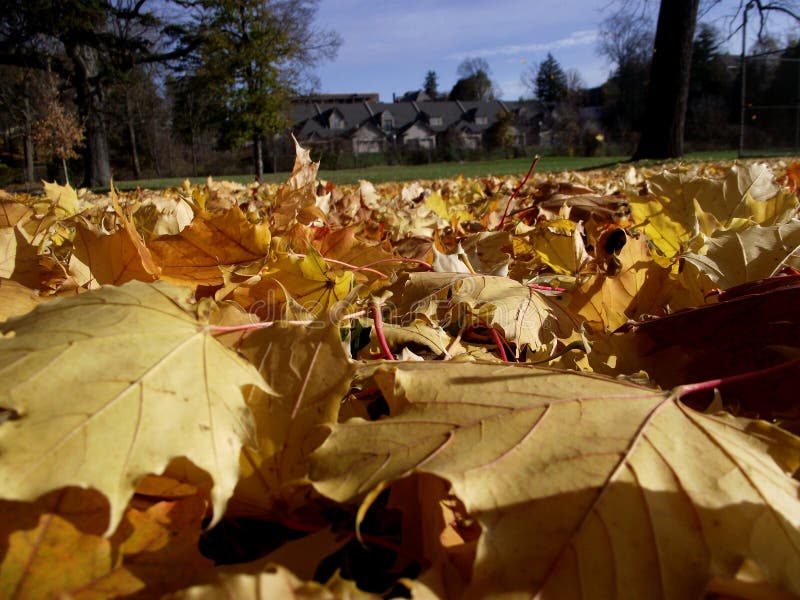 Local park fall afternoon stock image. Image of leafs - 49266543