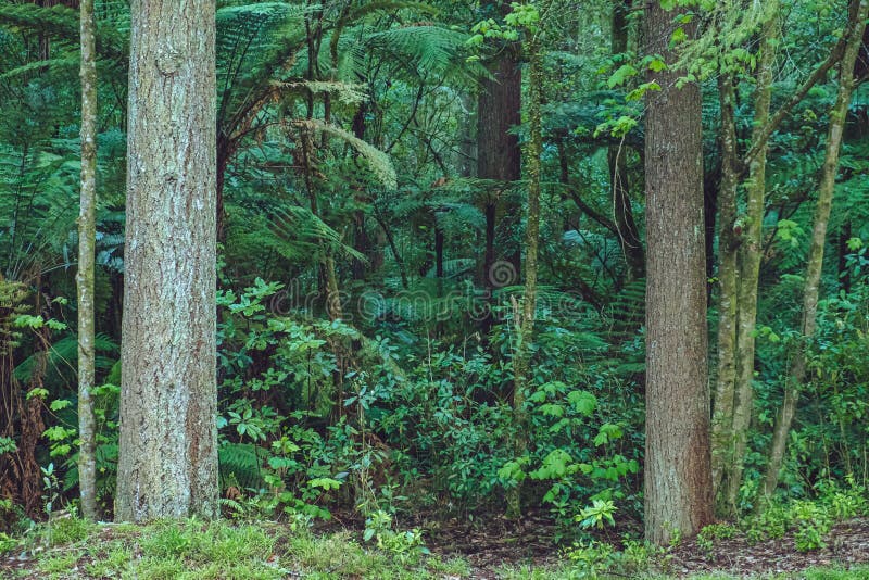 Local Parkland Used for Exercising Dogs Off Lead Stock Image - Image of ... Local Parkland Used for Exercising Dogs Off Lead Stock Image - Image of ...