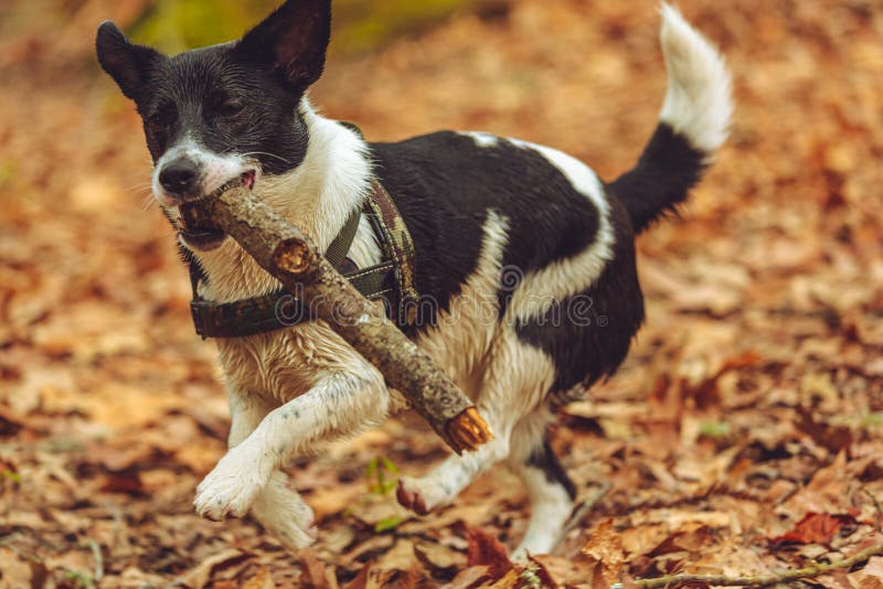 Local Parkland Used for Exercising Dogs Off Lead Stock Photo - Image of ... Local Parkland Used for Exercising Dogs Off Lead Stock Photo - Image of ...