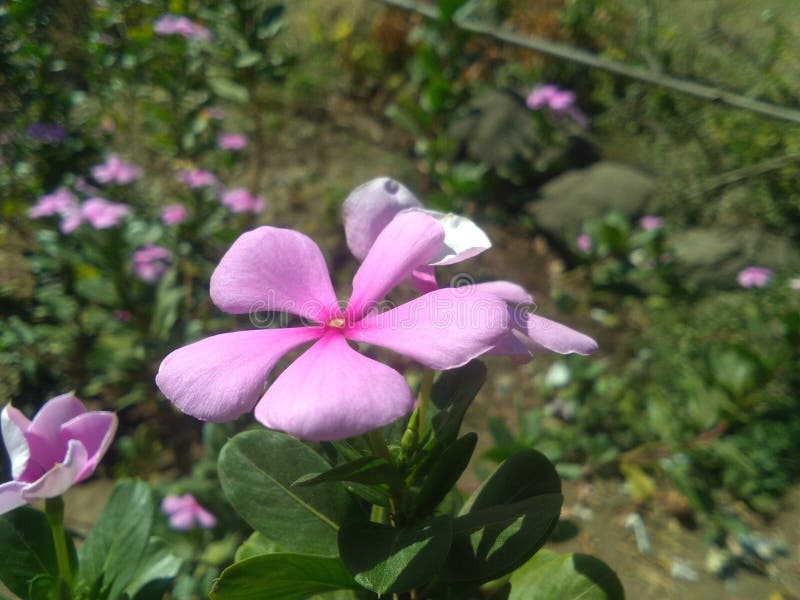 Local pink folwer stock photo. Image of garden, purple - 260580616