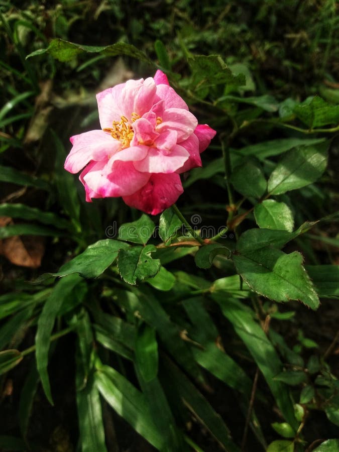 Local Pink Rose Under Morning Sun Stock Image - Image of green, rose ...