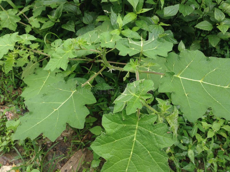 A Local Plant with Sharp Spines in Leaves Stock Image - Image of color ...