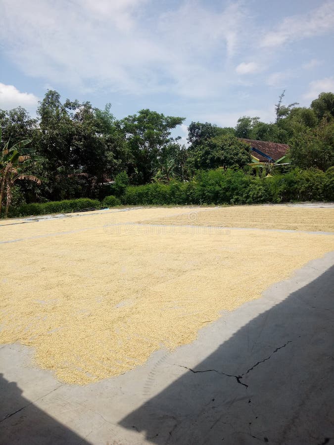 Local Process of Making Rice in Indonesia Stock Photo - Image of grass ...