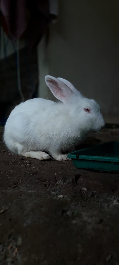 Local Rabbit stock image. Image of animals, juvenile - 264867529