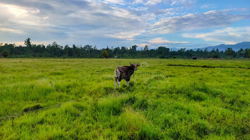 A Local Resident S Pet Cow Released To the Wild Stock Image - Image of ...
