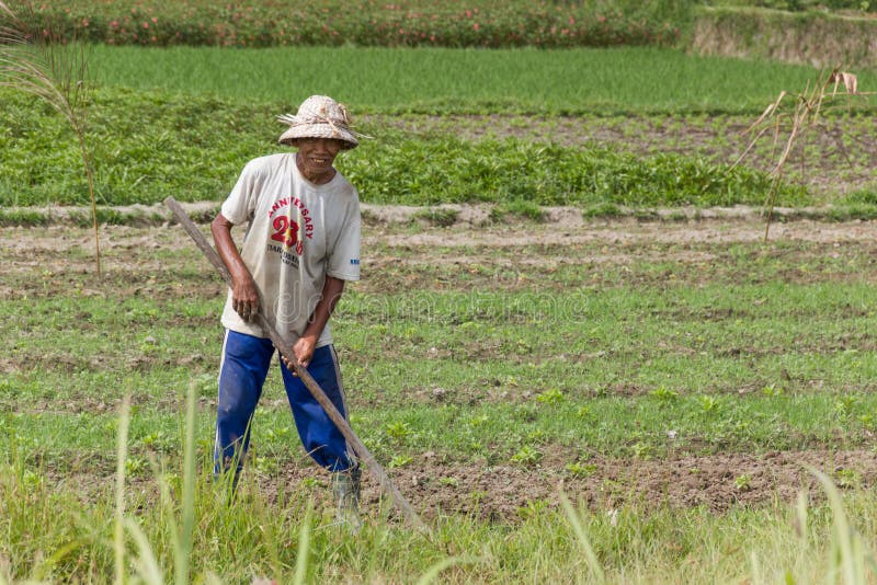 Local rice farmer in Bali editorial stock photo. Image of indonesia ...