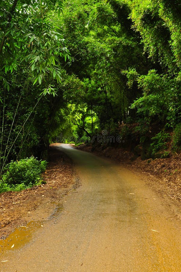 Local road stock image. Image of branches, landscape - 22410535