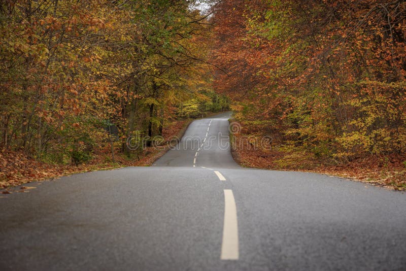 A Local Road Denmark at in Autumn Colours Stock Photo - Image of line ...