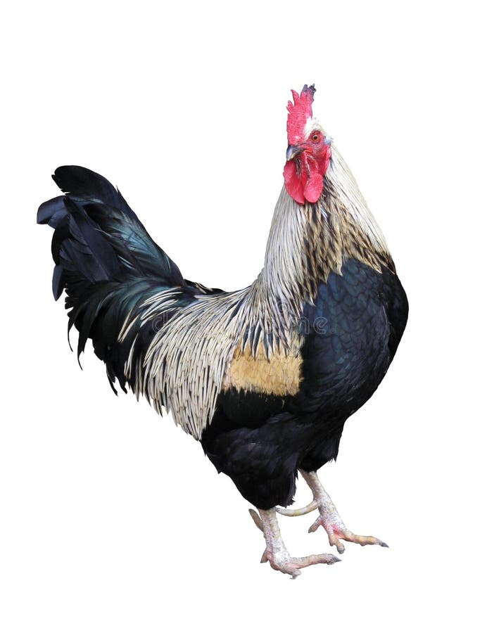 Rooster Free Stock Photos & Pictures, Rooster Royalty-Free and Public ...
