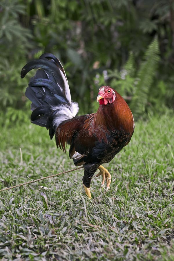 Local Rooster stock photo. Image of brown, domestic, fierce - 30366956