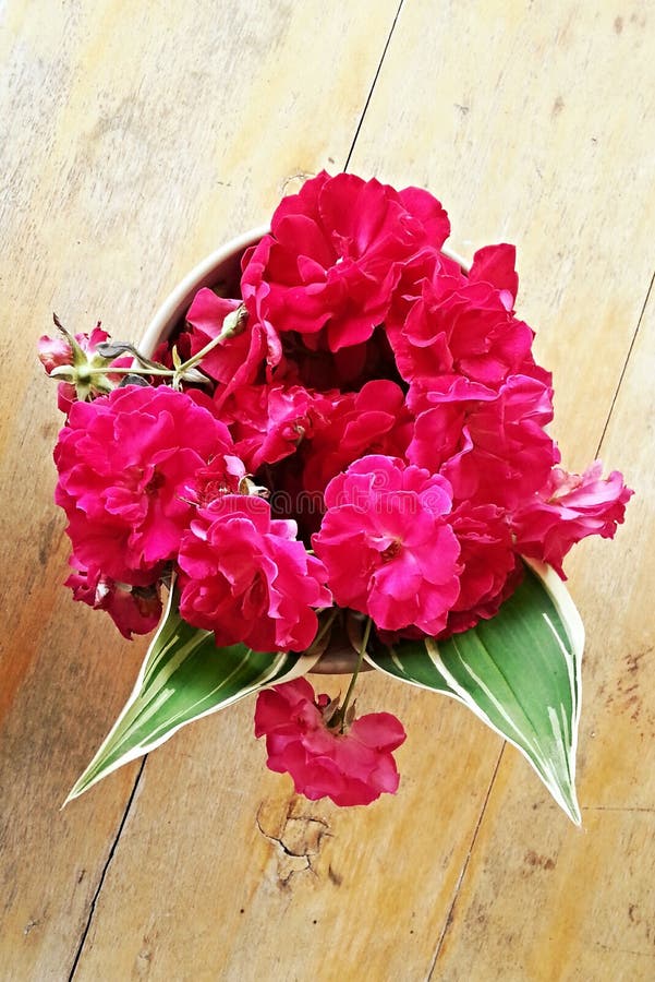 The local roses stock image. Image of view, local - 42937671