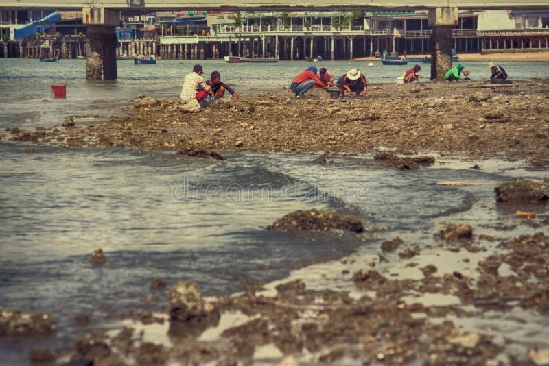 Local Shell Pickers Work To Gather Shellfish Editorial Photography ...