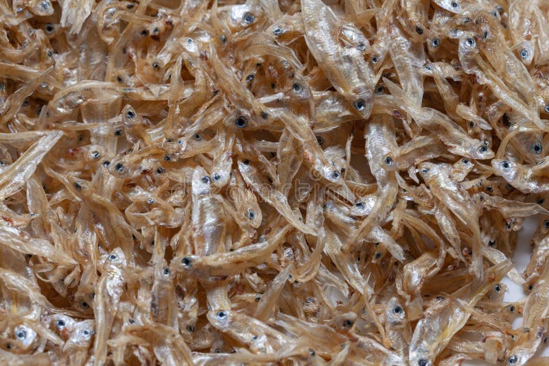 Local Small Fish in Southern of Thailand Stock Image - Image of animal ...