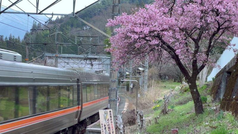 A Local Train Departs from the Platform and Cherry Trees, Train Station ...