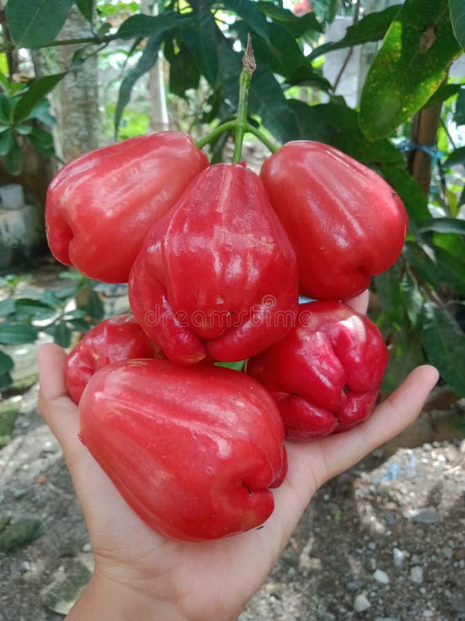 The Local Water Guava Fruit is Ripe and the Color is Red Stock Photo ...