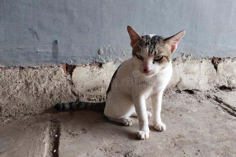 Local Wild Cats. Cats Caught on Camera and Pose. Wild Animals that Can ...