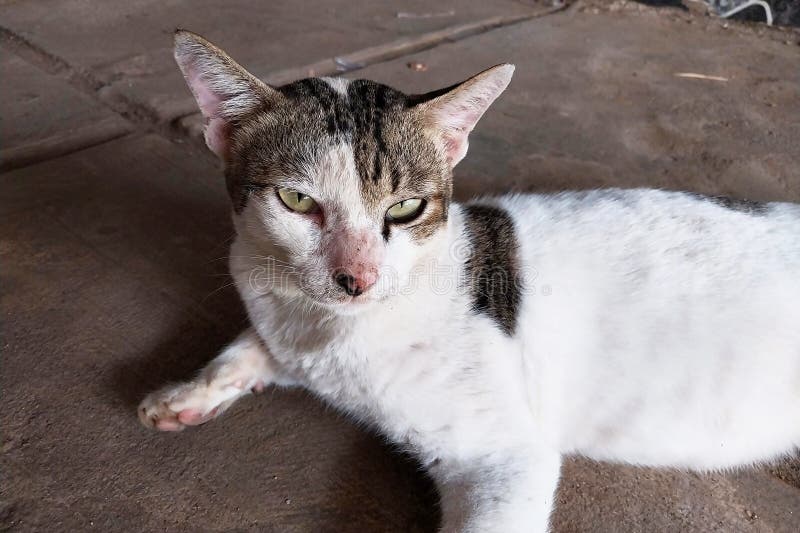 Local Wild Cats. Cats Caught on Camera and Pose. Wild Animals that Can ...