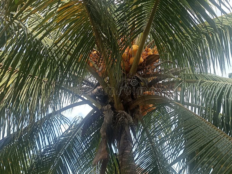 Local Yellow Coconut Tree from Sulawesi, Indonesia Stock Photo - Image ...