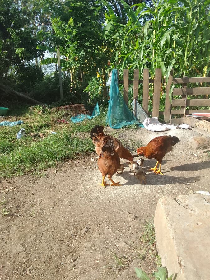 Localhens and chicks stock image. Image of localhens - 250065567