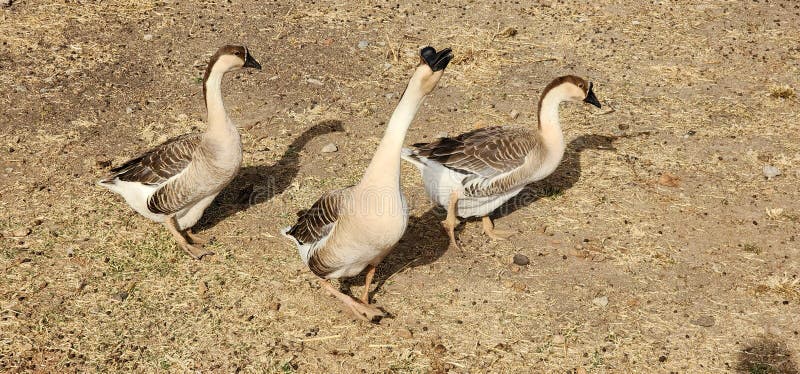Locally Called Zebra Geese in Nigeria Stock Image - Image of poultry ...