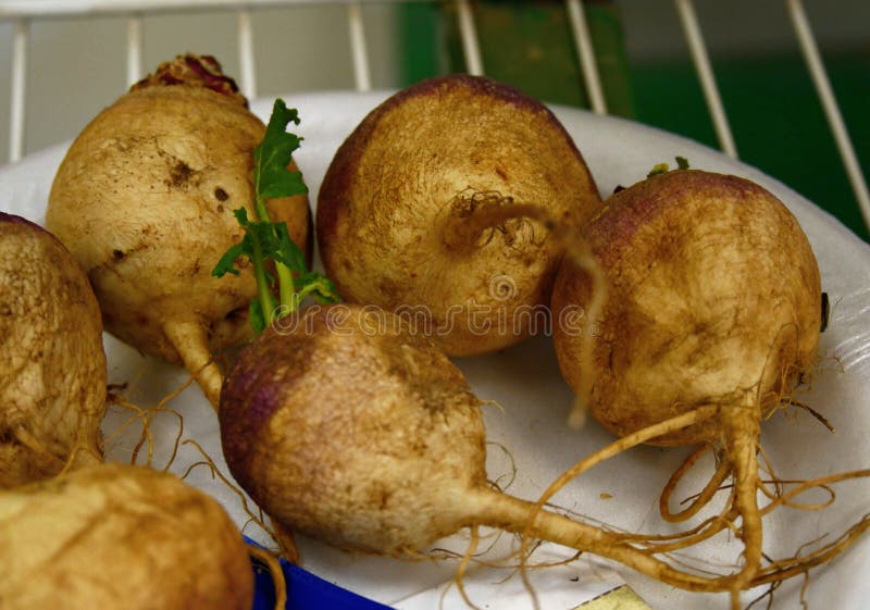 Root Crops Displayed in a Grocery Store Stock Image - Image of ...