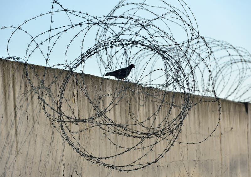Located between the Barbed Wire Pigeon Stock Image - Image of concept ...