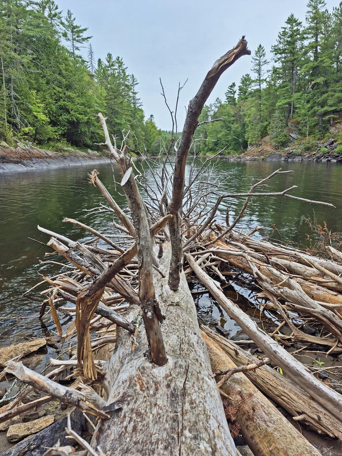 Fallen Tree on the York River Near Bancroft, Ontario, Canada Stock ...