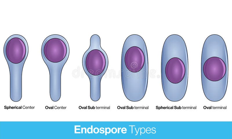 Location of Bacterial Spores. Types of Endospore Endospore Structure ...