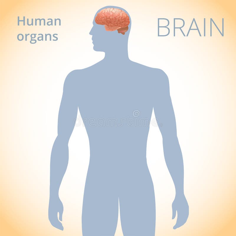 The Location of the Brain in the Body, the Human Nervous System Stock ...