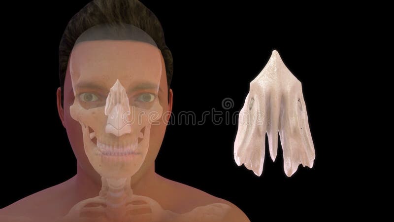 Location of Ethmoid Bone in Human Stock Illustration - Illustration of ...