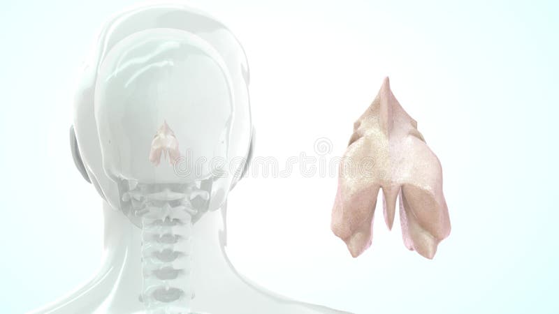 Ethmoid Bone - 3D MODEL ANIMATION Stock Footage - Video of bone ...
